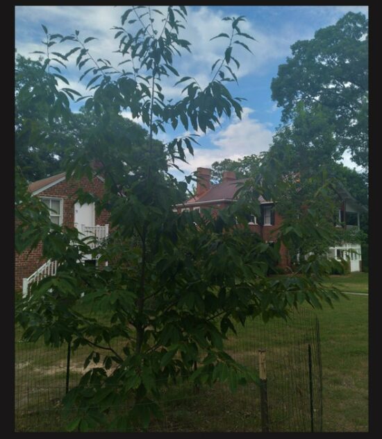 August 8, 1913: Chestnut Blight - Asheville Museum of History